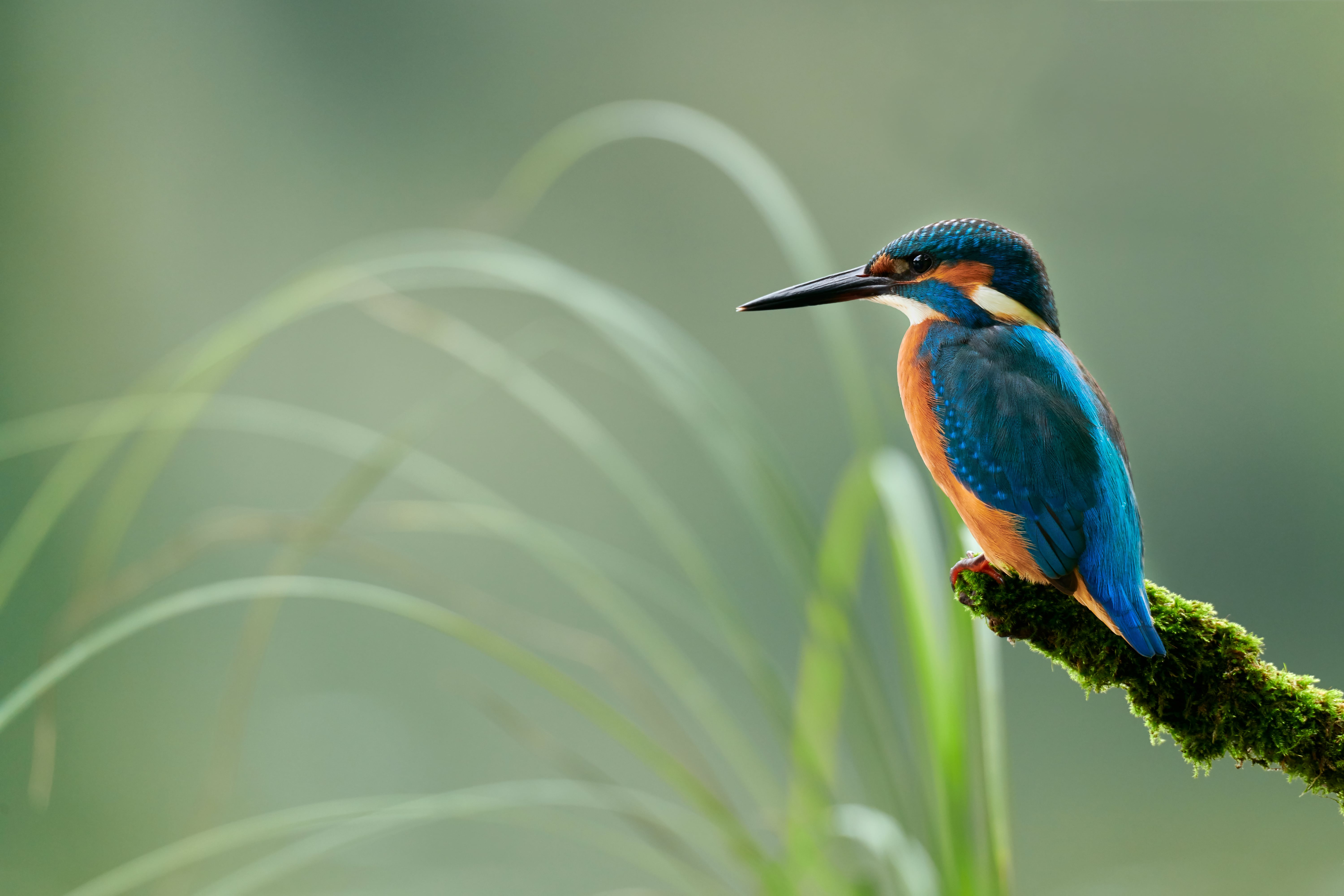 7th meeting of the Group of Experts on the conservation of birds ...